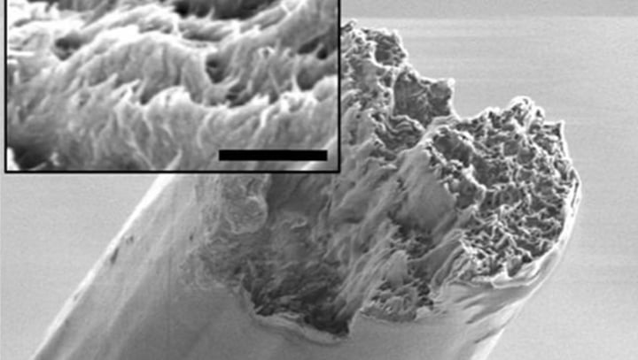 A New Age of Timber: Why the Future is (Lab-Grown) Wood